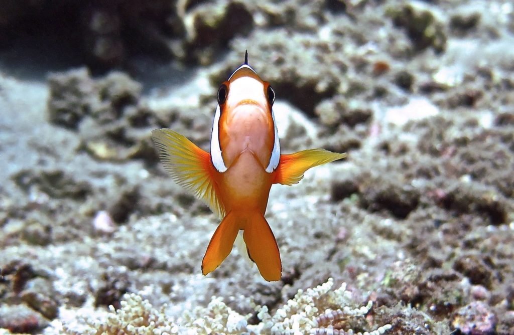 poisson-clown-de-face - Abyss Dive Center