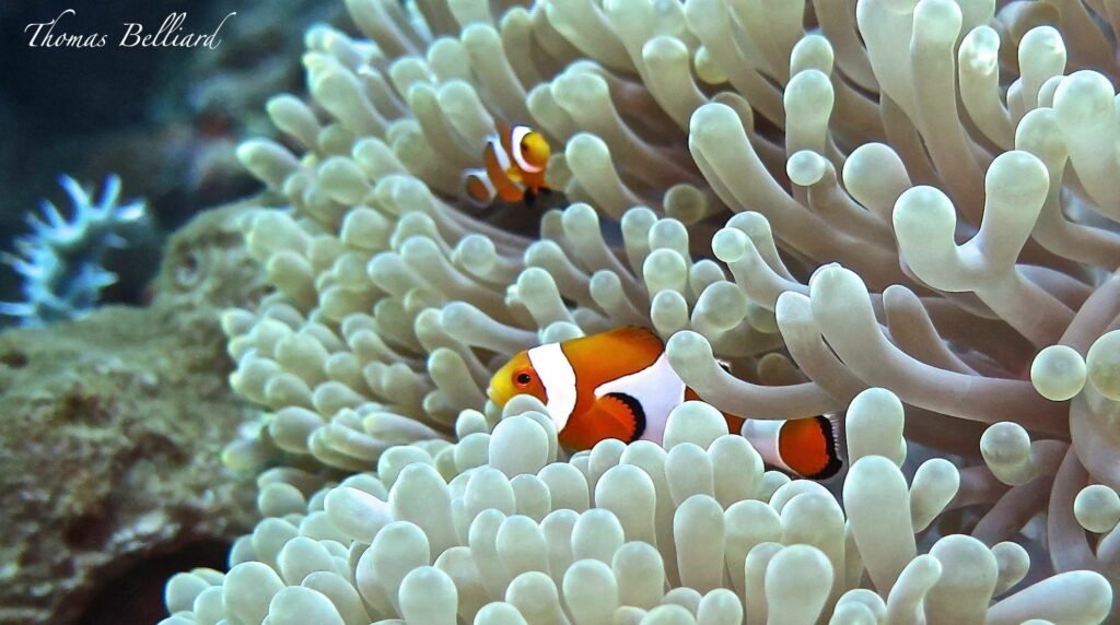 Clown fish 3 - Abyss Dive Center