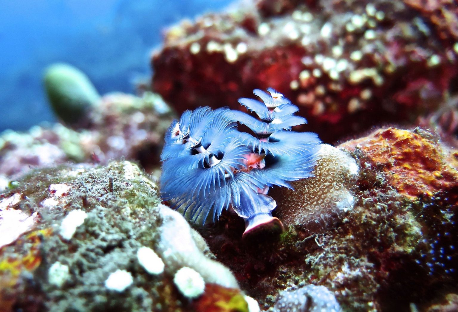 Our dives - Abyss Dive Center