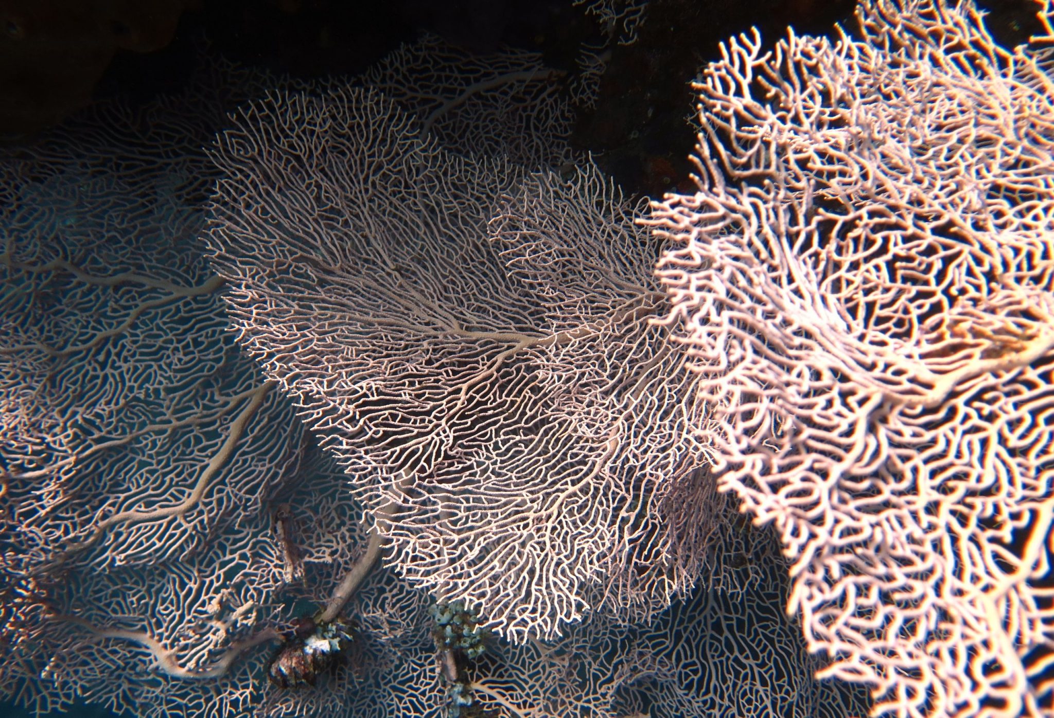 Our dives - Abyss Dive Center